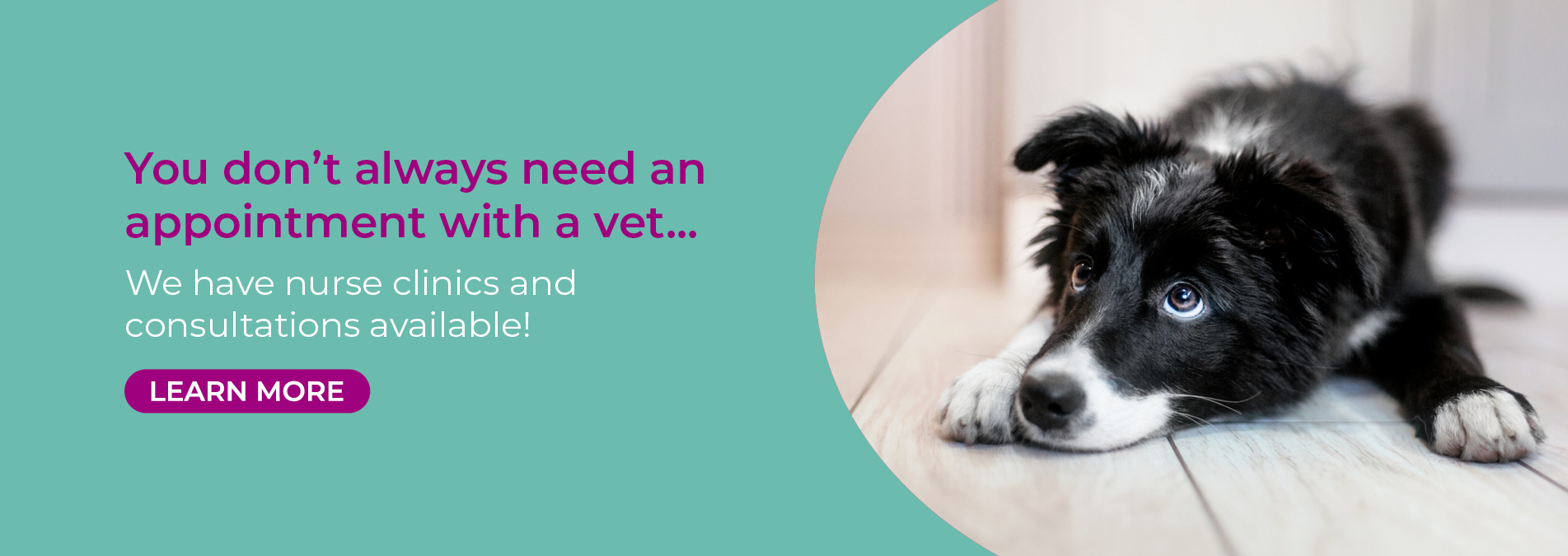 St Clair Veterinary Group – animal hospital in Kirkcaldy, Fife
