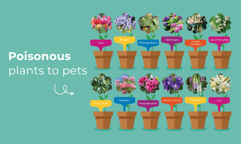 The top 12 most poisonous plants for pets | St Clair Vets